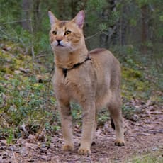 Cat breeds : A complete A-Z list of cat breeds and our best advice