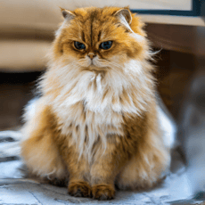 Ginger cat: Beautiful orange feline breeds