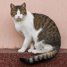 Razze di gatti: tutte quelle che esistono | Wamiz