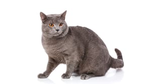 Chartreux: karakter, prijs en meer over deze Franse kat!