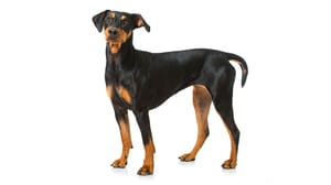 The Pinscher: All about the breed