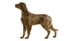 Spaniel picardo: precio, características y comportamiento de esta raza ...