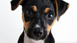 The Brazilian Terrier: All about the breed