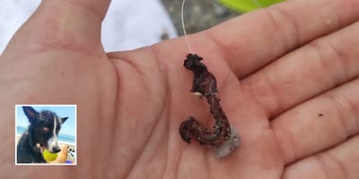 Raza Cockapoo: el caniche cruzado con cocker que todos aman (Fotos y vídeo)