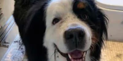 Pies Lewandowskich: co to za rasa?