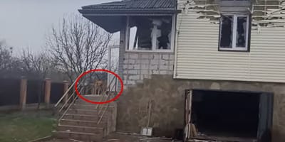 Pies Lewandowskich: co to za rasa?