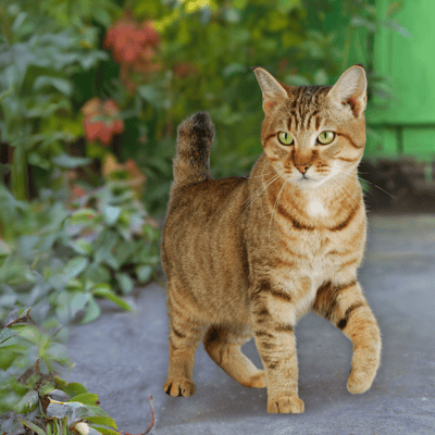 Welke kat past bij mij - Resultaten