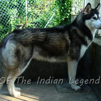 Of The Indian Legend Sibérian Husky