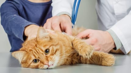 Asma en gatos: Síntomas, tratamiento y cuidados