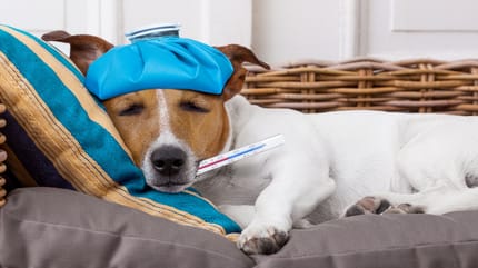 Gripe en perros: síntomas, causas, tratamiento y remedios caseros
