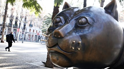 Gato criollo colombiano: raza, características y precio