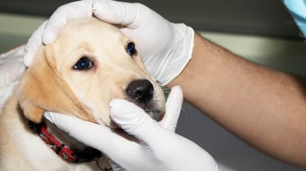 Moquillo en perros: síntomas, tratamiento, contagio y remedios caseros
