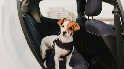 Best seat belt for dogs store