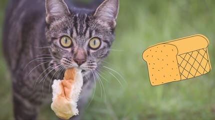 ¿Los gatos pueden comer pan? ¿Les hace daño?