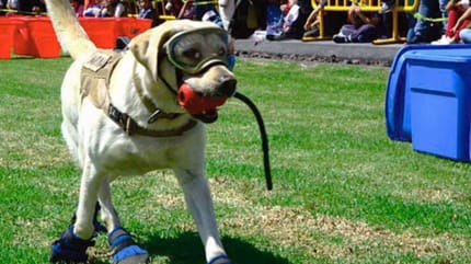 La historia del perro rescatista Frida