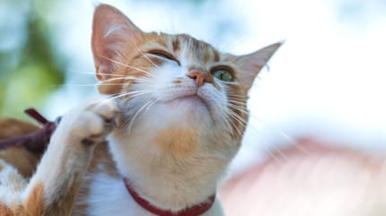 Eczéma du Chat : Symptômes, Causes et Traitements