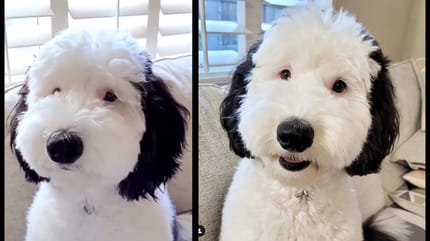 Bayley, de Mini Sheepadoodle lijkt veel op een bekend stripfiguur, kan ...