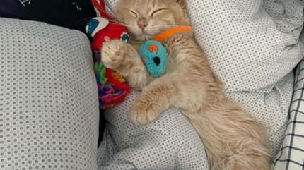 Le chaton ne fait rien comme les autres : ils ont un doute et découvrent son secret bien caché ...