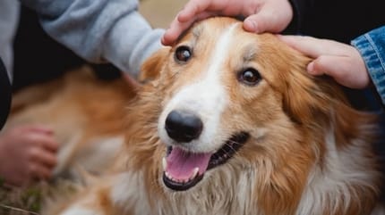 Comment témoigner de l'amour à son chien