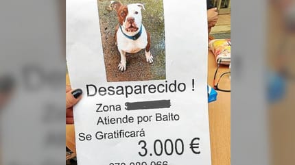 Como robar un perro en España es más fácil de lo que piensas
