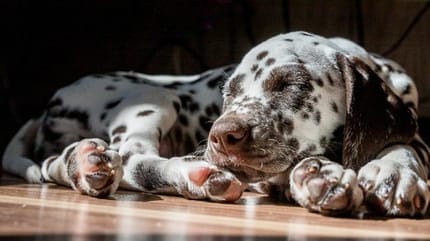 Qui sont les plus beaux chiens du monde selon la science ? Découvrez le ...