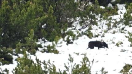 Auf 2000 Metern: Für deutsche Wanderer mit Hund beginnt ein Kampf um ...