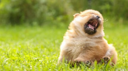 Tipos de moco en perros: causas y cómo actuar