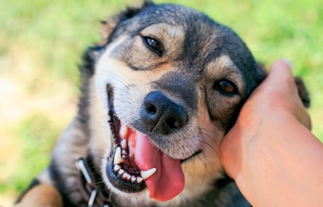 Rak kości u psa: objawy i leczenie - Wamiz.pl