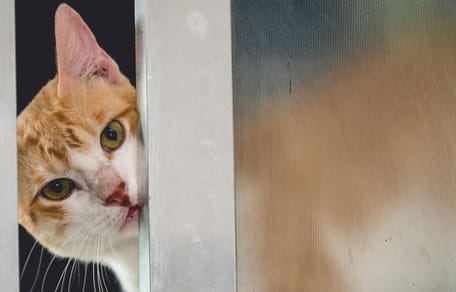 Kattenstaart taal: alles over de houding van de staart van jouw kat
