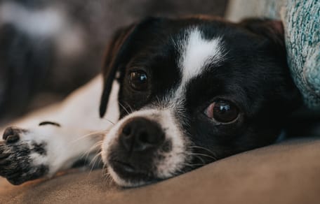 Mooie hondennamen: 15 mooie hondennamen en hun betekenis