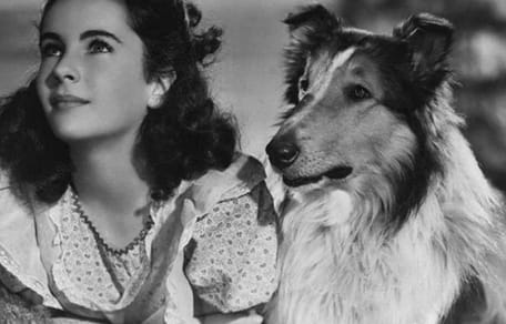 10 indoor games for dogs