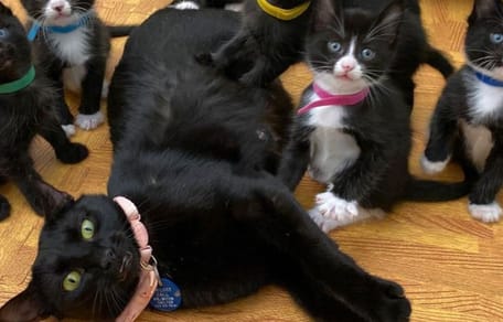 Unleashed 2022 : Purina récompense six start-ups de la filière Pet Tech