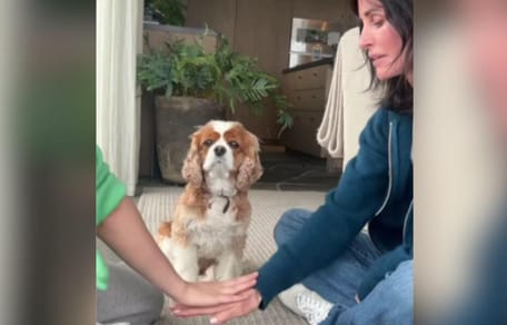 DOG News & Advice | Wamiz