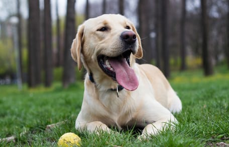 Cane che annega: le manovre per salvarlo