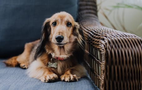 Epulide nel cane: sintomi e cure | Wamiz