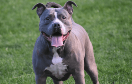 Va ad adottare un cane: quello che ha davanti è uno spettacolo ...