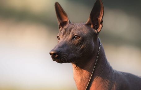 Razze di cani simili agli orsi: la top 5