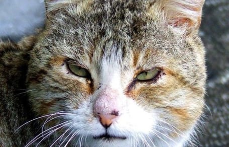 Le chat âgé : le comprendre et s'adapter