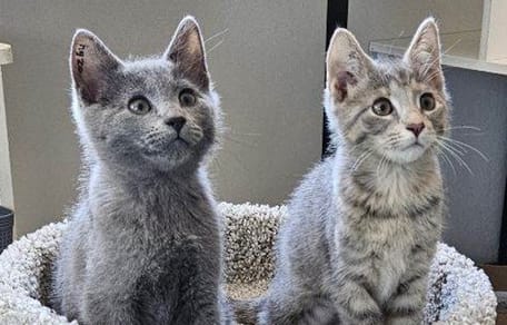 Ce chat a sauvé plus de 25 chatons et les a élevés comme les siens