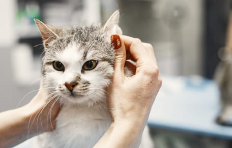 Calicivirus du chat : symptômes et traitement
