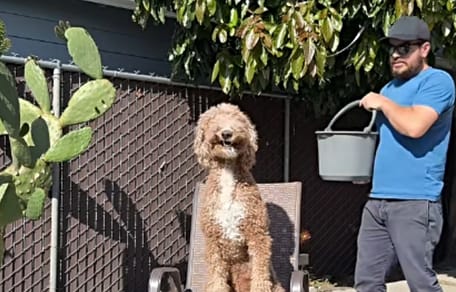 Il cane Chico non ci sta più e si ribella al suo umano (Video)