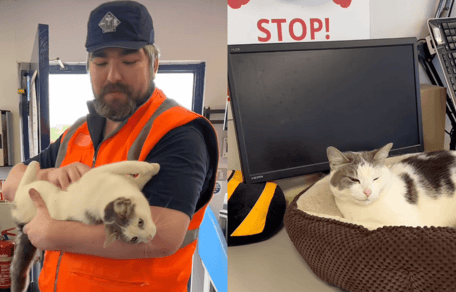 The Website for Pets - Dog & Cat | Wamiz