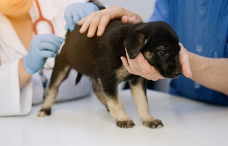 Oryginalne imiona dla psa: poznaj nasze propozycje!