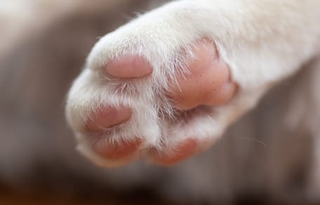 Un chat errant s'approche devant sa boutique : elle comprend qu'il a un ...