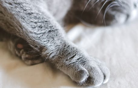 Elle tombe sur une boîte près des poubelles : elle contient 7 chatons ...