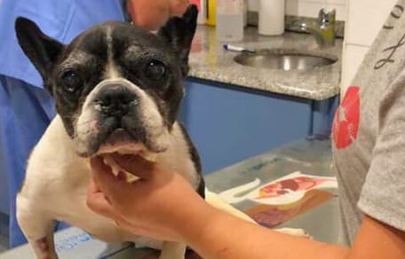 22 perros que se sientan como humanos porque quieren ser parte del clan