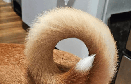 Bienvenido al Universo de los Perros