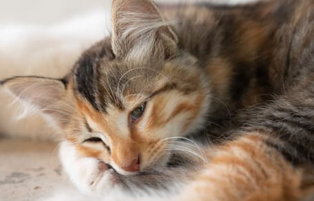 La mimosa è velenosa per i gatti: vero o falso?