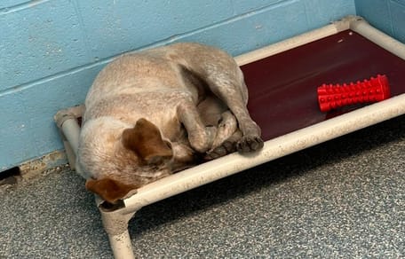 Quelle est la race de chien la plus « bête » selon la science