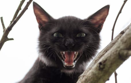 Kot zakrada się nocą do łazienki: rano właściciele mają ponad 80 tys ...